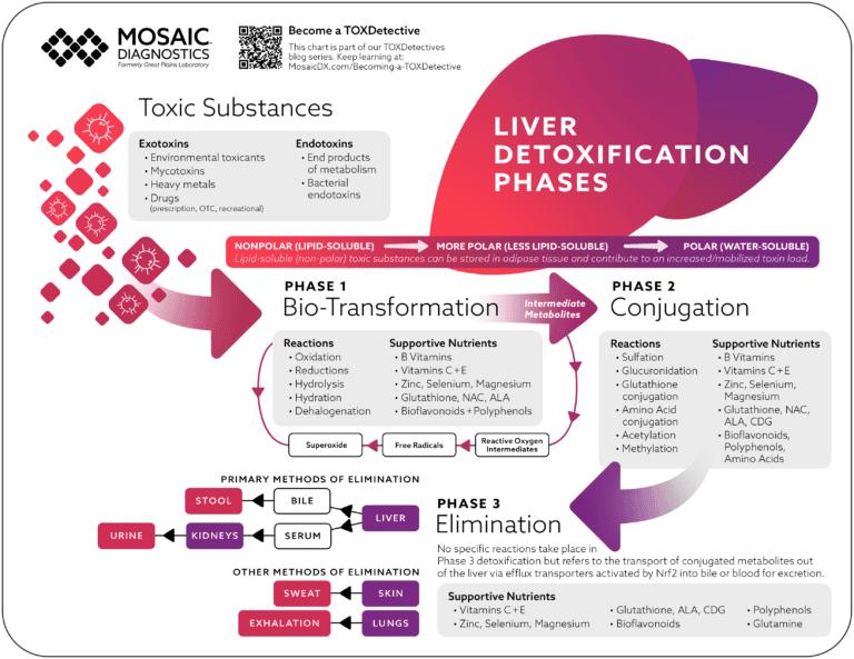 The Liver: Its Important Role in Detoxification - MosaicDX