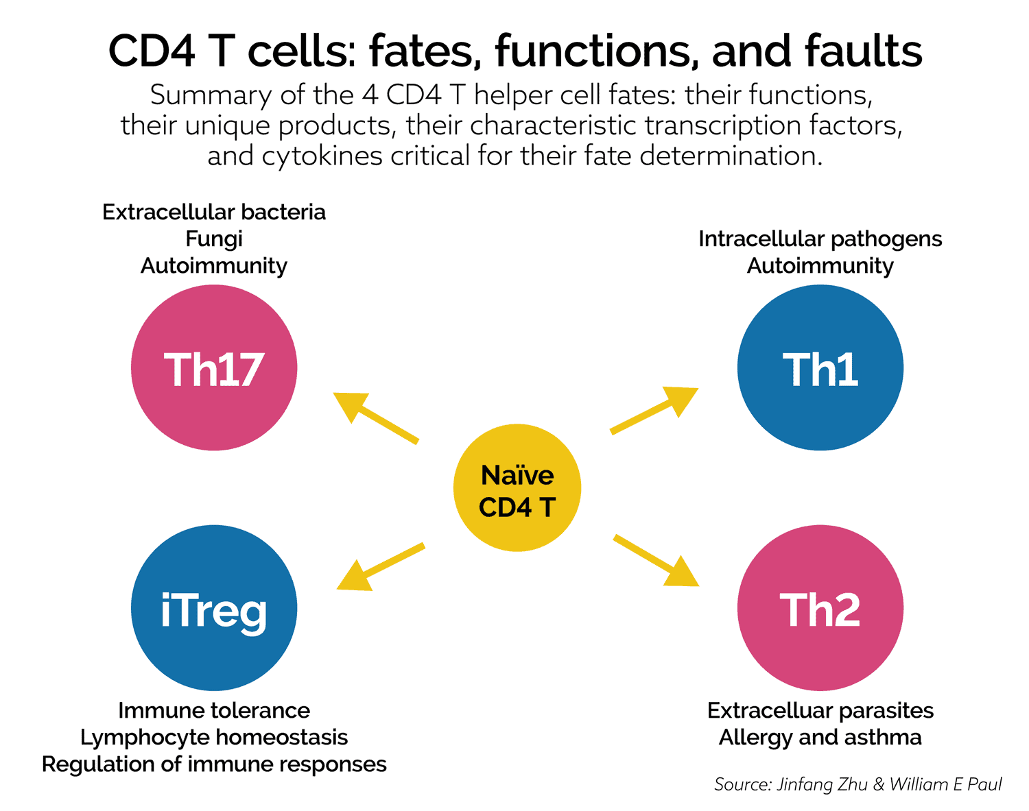 How Candida Can Cause an Autoimmune Response and Ways to Neutralize the ...