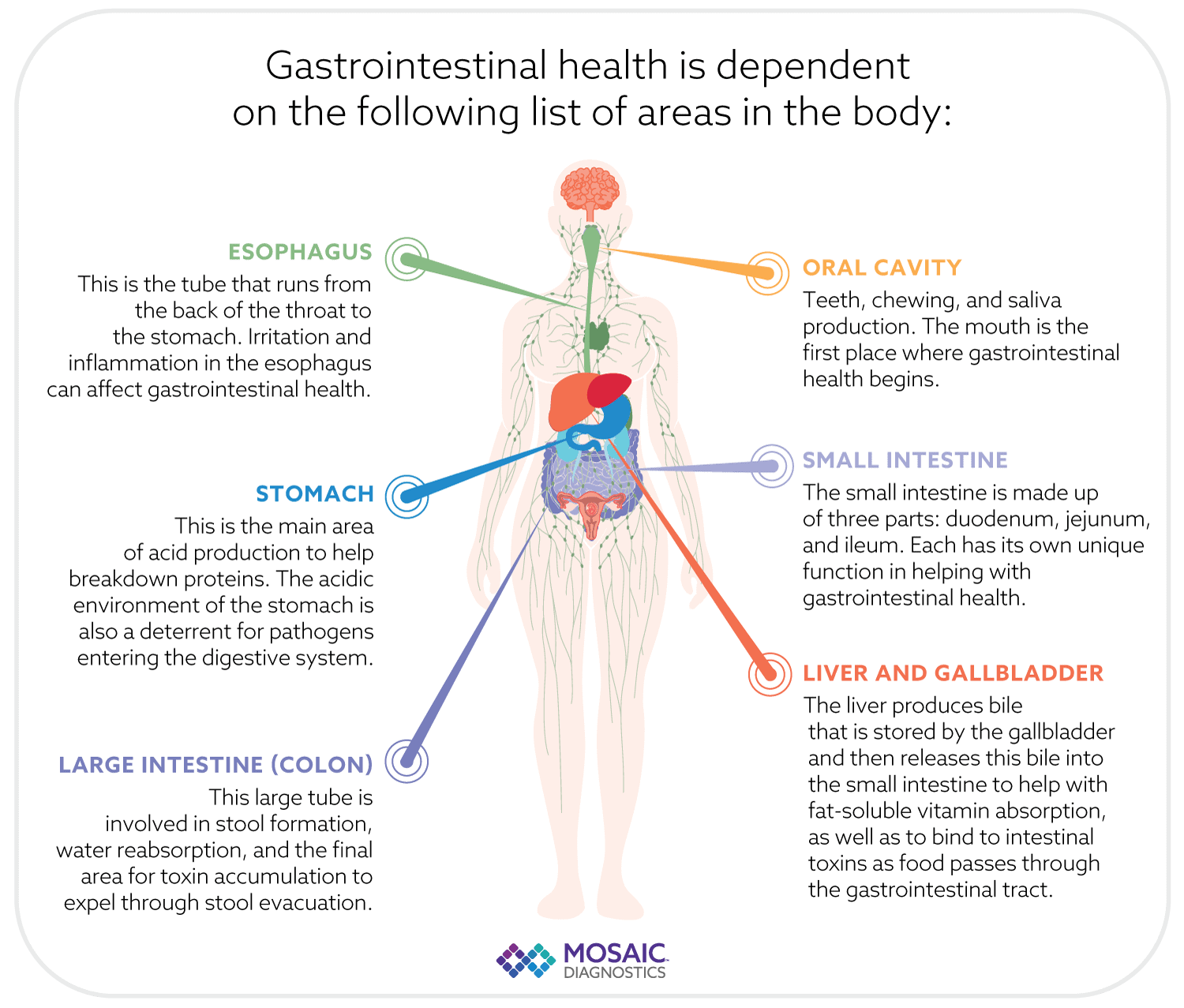 Gastrointestinal Health and The Unison of The Digestive System - MosaicDX