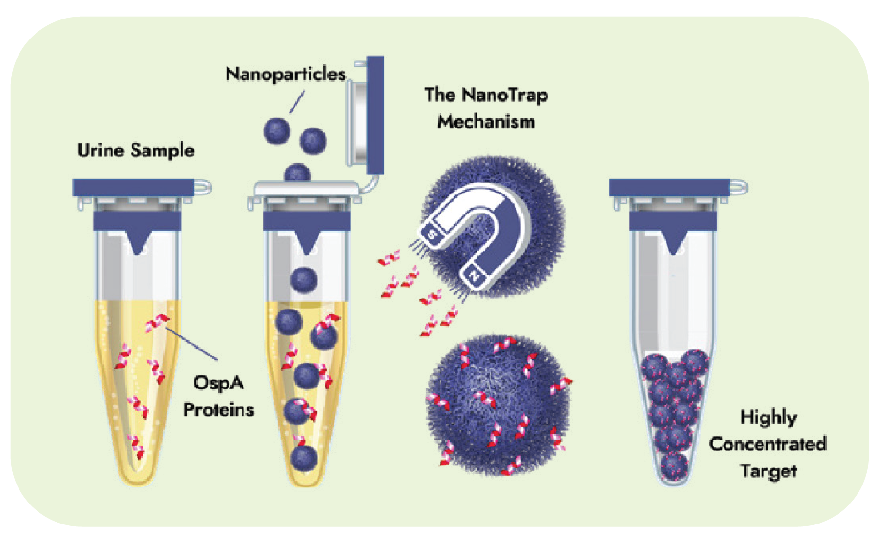 Lyme Borrelia Direct Detect - Nanotrap® - MosaicDX