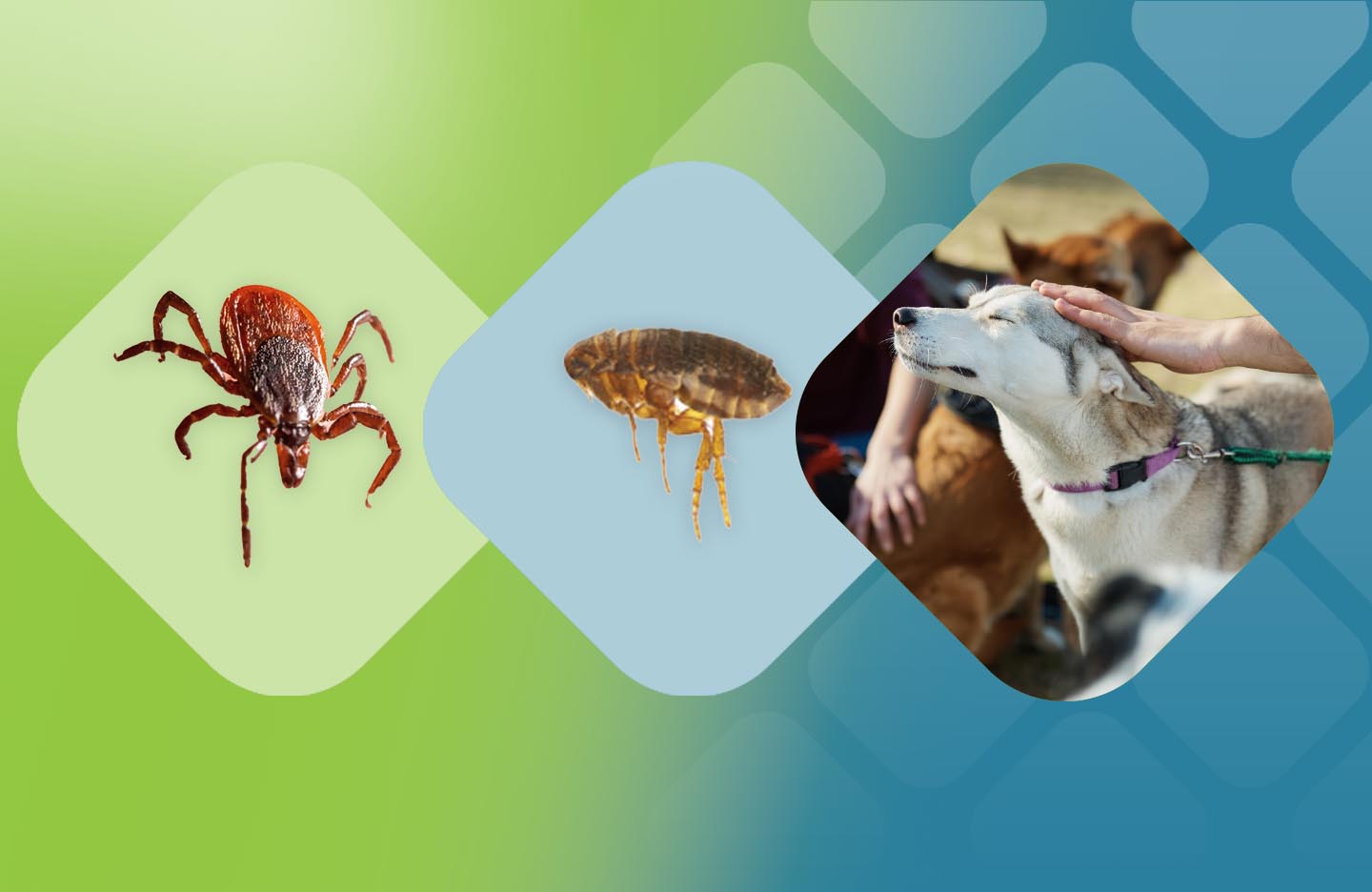 Lyme + Co-infections Comprehensive 1 day - MosaicDX