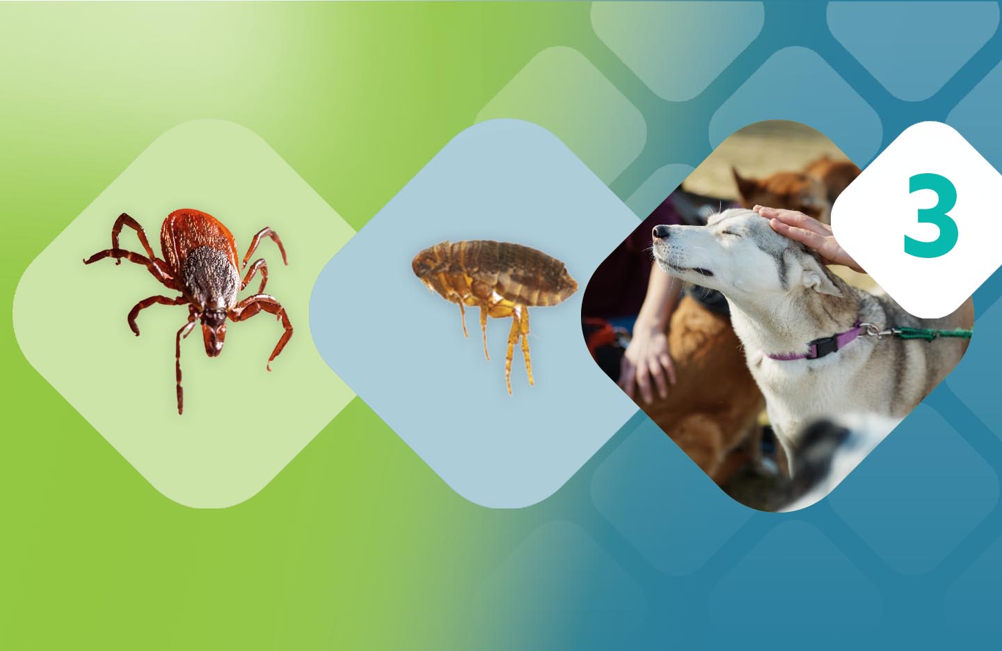 Lyme + Co-infections Comprehensive 3 day - MosaicDX