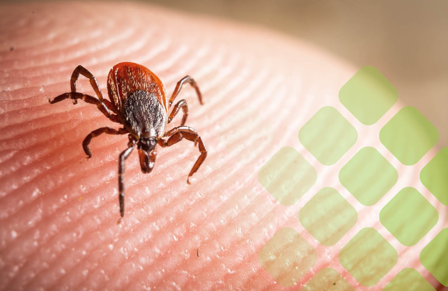 Lyme + Co-Infections - MosaicDX